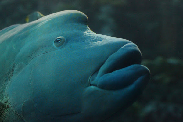Humphead Wrasse | Project Noah