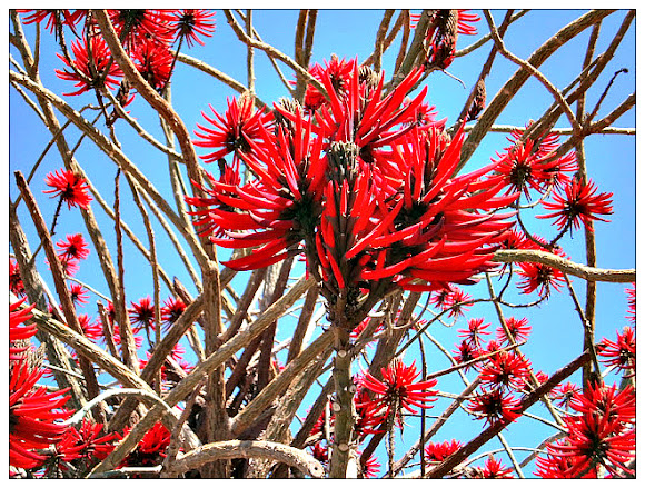 Flame Coral Tree. | Project Noah