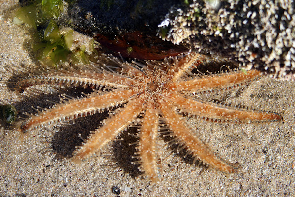 Eleven-armed Sea Star | Project Noah