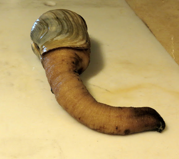 Geoduck clam | Project Noah