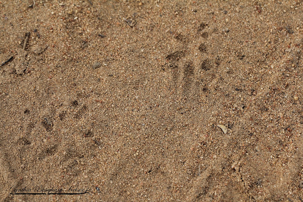 Toad track | Project Noah