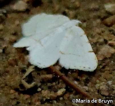 Lesser maple spanworm moth | Project Noah