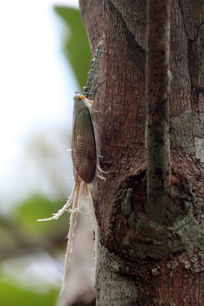 Wax-tailed Planthopper | Project Noah