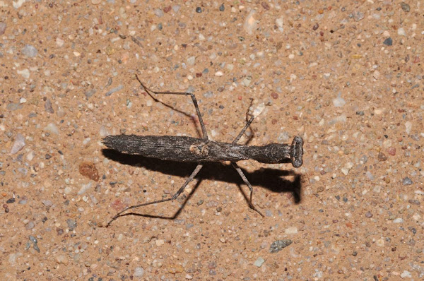 Ground Mantis | Project Noah