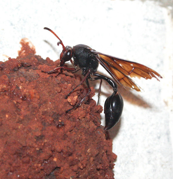 mud wasp | Project Noah