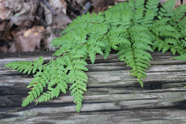 Wood fern | Project Noah
