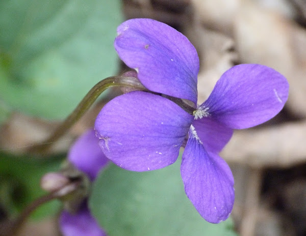 Wood violet | Project Noah