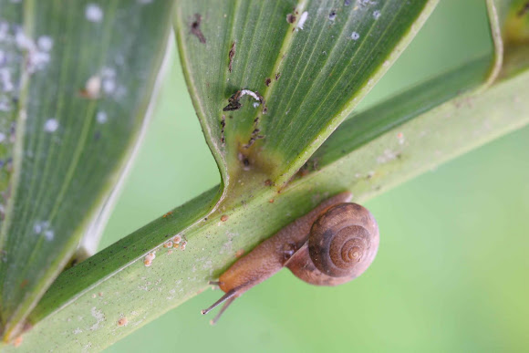 Snail | Project Noah