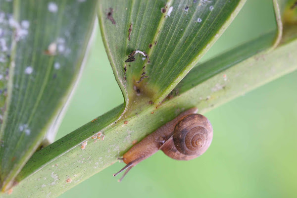 Snail | Project Noah