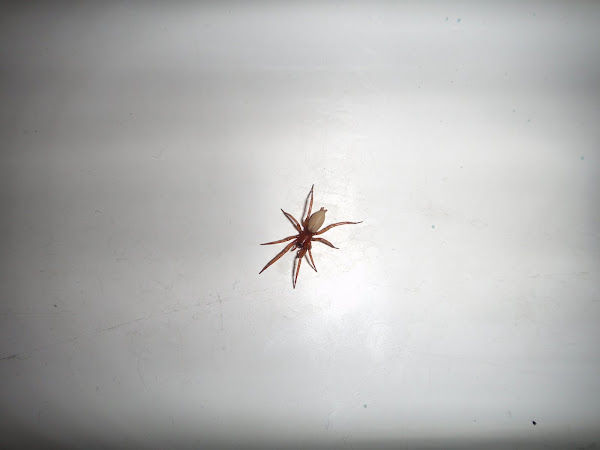 Woodlouse Spider | Project Noah