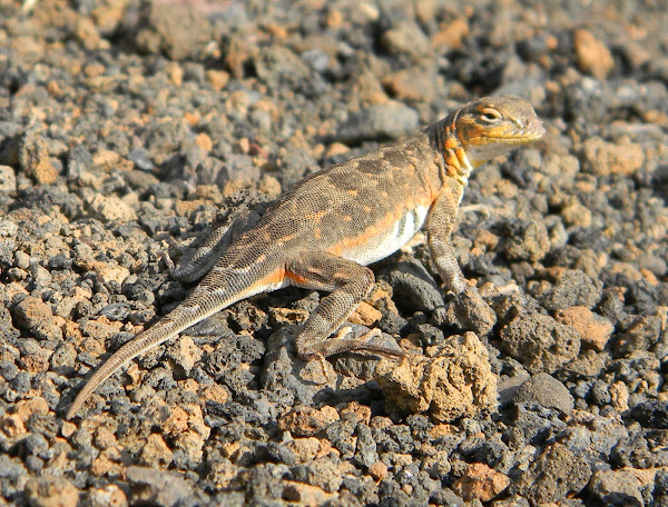 common lesser earless lizard | Project Noah