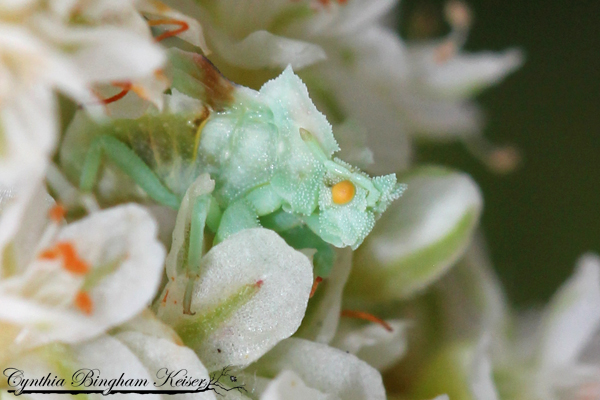 Jagged Ambush Bug nymph | Project Noah