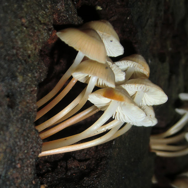 Mycena cluster | Project Noah