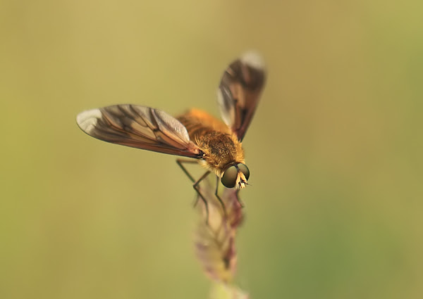 Bee Fly | Project Noah