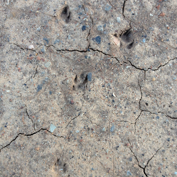 Spotting | Project Noah