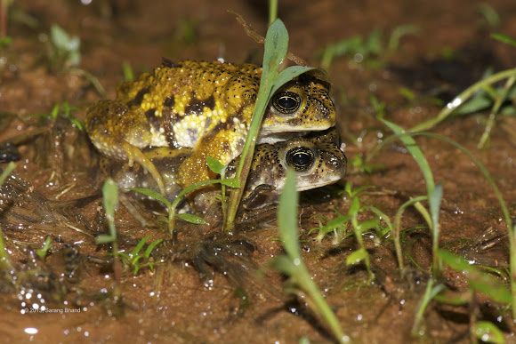 Amboli Toad | Project Noah