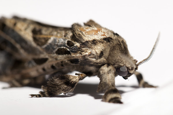 Carpenter Moth | Project Noah