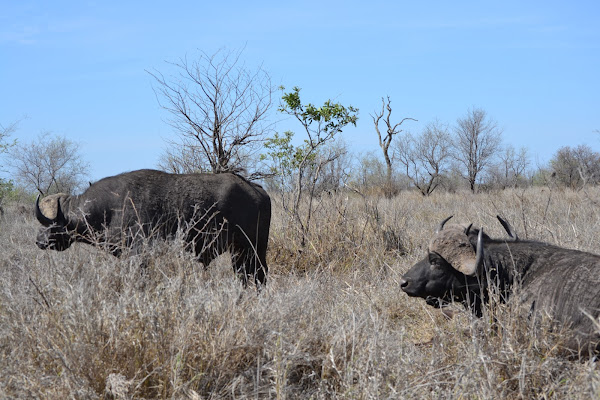 Buffalo | Project Noah