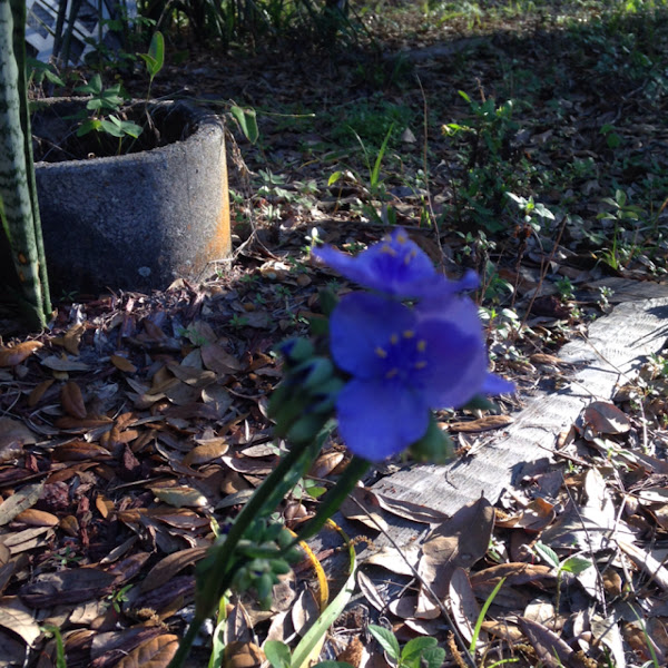 Spotting | Project Noah