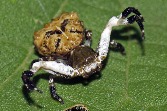 Bird Dung Spider