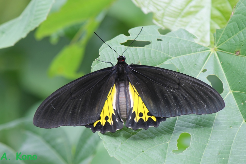 Common Birdwing | Project Noah