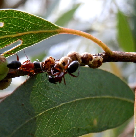 Gumtree Scale sacs | Project Noah