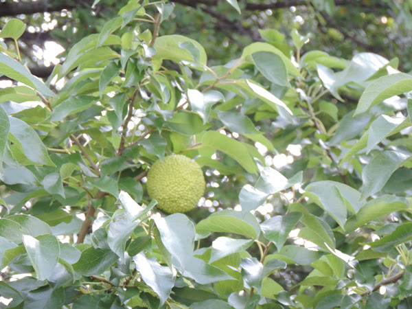Osage-orange, hedge-apple, Horse-apple, Bois d'arc fruit | Project Noah