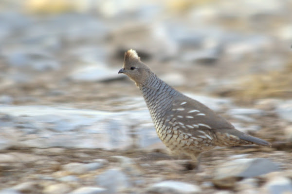 Codorniz escamosa, Scaled quail | Project Noah
