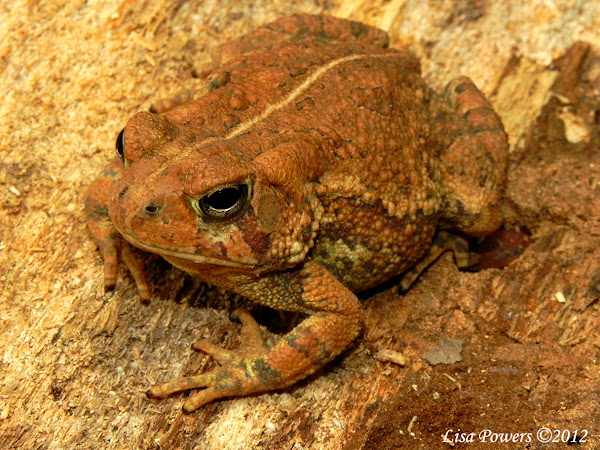 Southern Toad | Project Noah