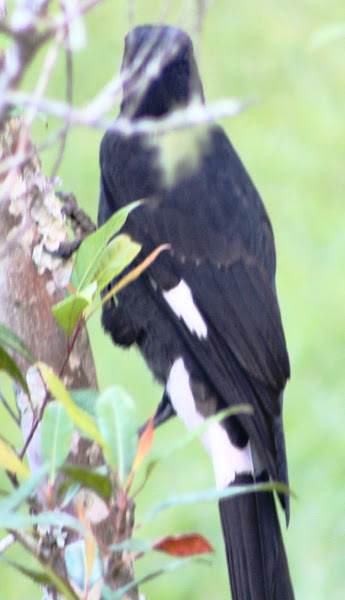 Pied Currawong | Project Noah