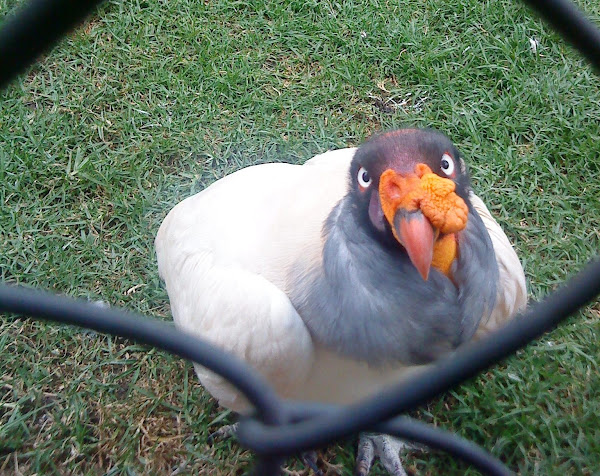 Buitre real | Project Noah