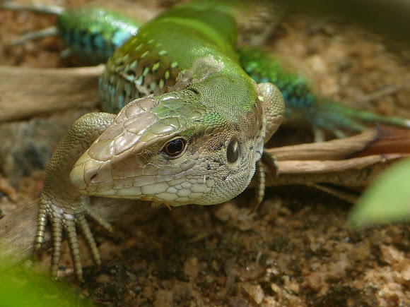 Green Lizard | Project Noah