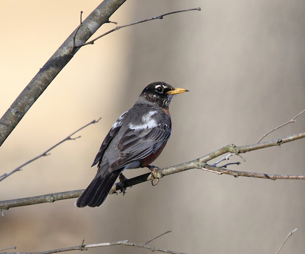 American Robin (leucistic) | Project Noah