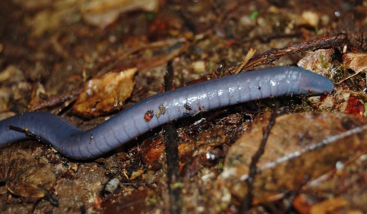 Cayenne Caecilian | Project Noah