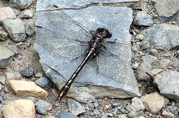 Unknown dragonfly | Project Noah