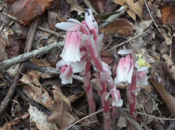 Red Indian Pipe | Project Noah