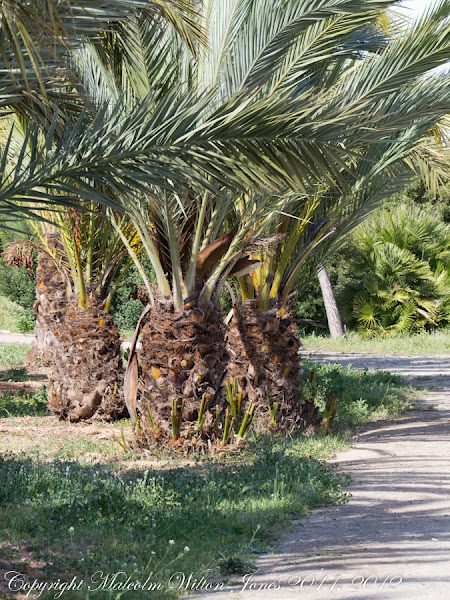 Palm trees | Project Noah