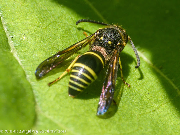 Wall mason wasp (with phoretic mites) | Project Noah