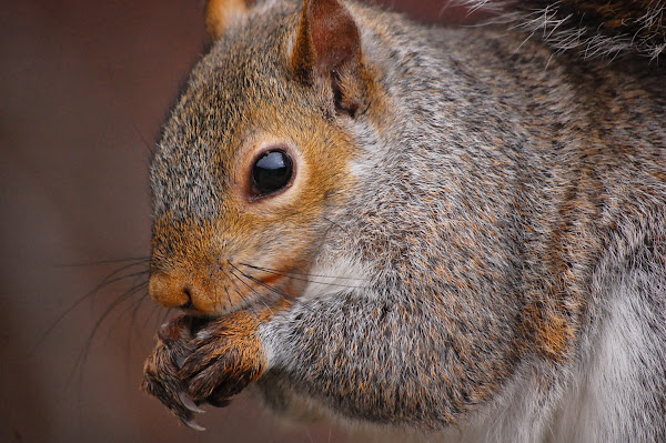 Eastern Grey Squirrel | Project Noah