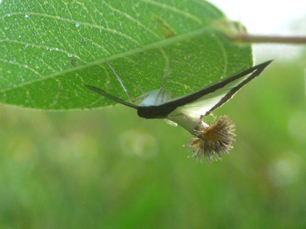 Melonworm Moth | Project Noah