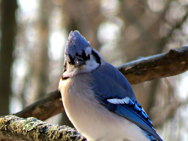 Blue Jay | Project Noah
