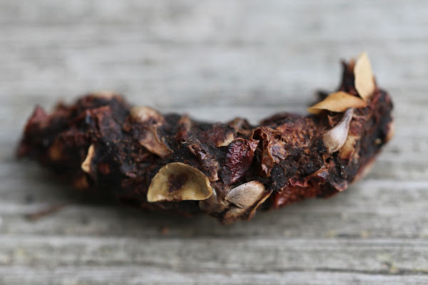 mink droppings | Project Noah