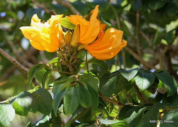 African Tulip Tree | Project Noah