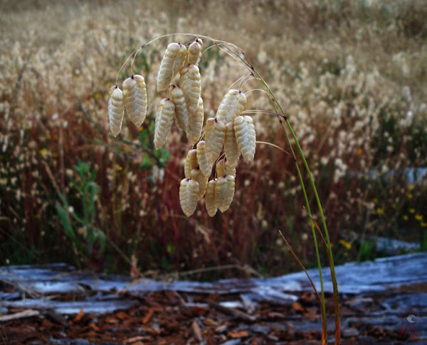Rattlesnake Grass, Big Quaking Grass | Project Noah