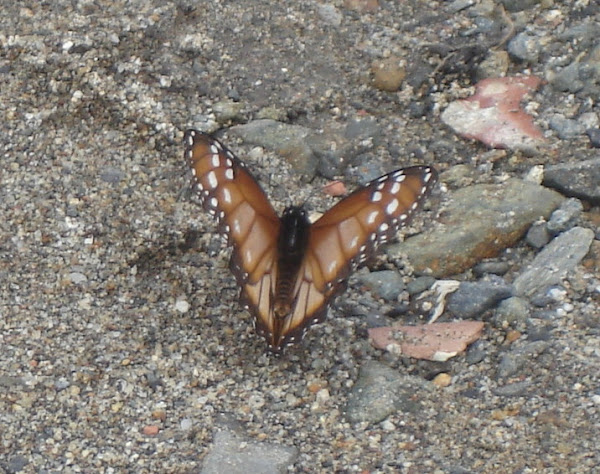 Soldier butterfly | Project Noah