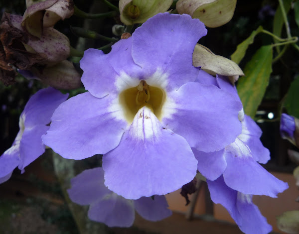Tumbergia azul, tumbergia trepadora, enredadera de trompeta azul ...