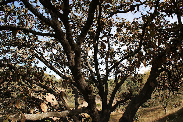 encino | Project Noah