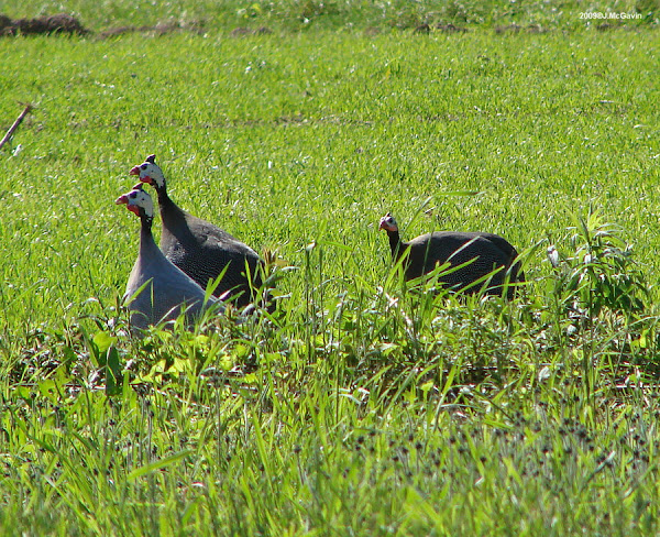 Guinea Hens | Project Noah