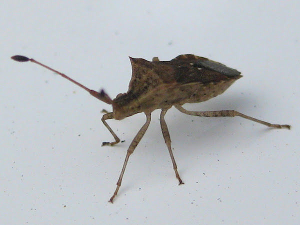 Horned Coreid Bug | Project Noah