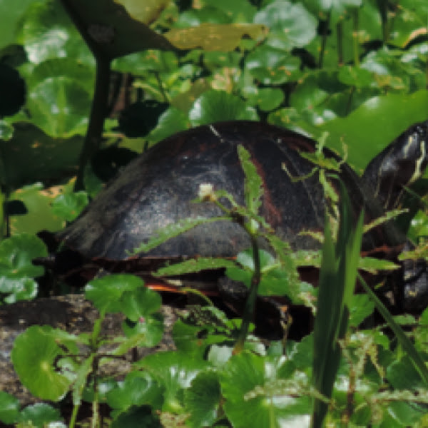 Red-bellied Turtle | Project Noah